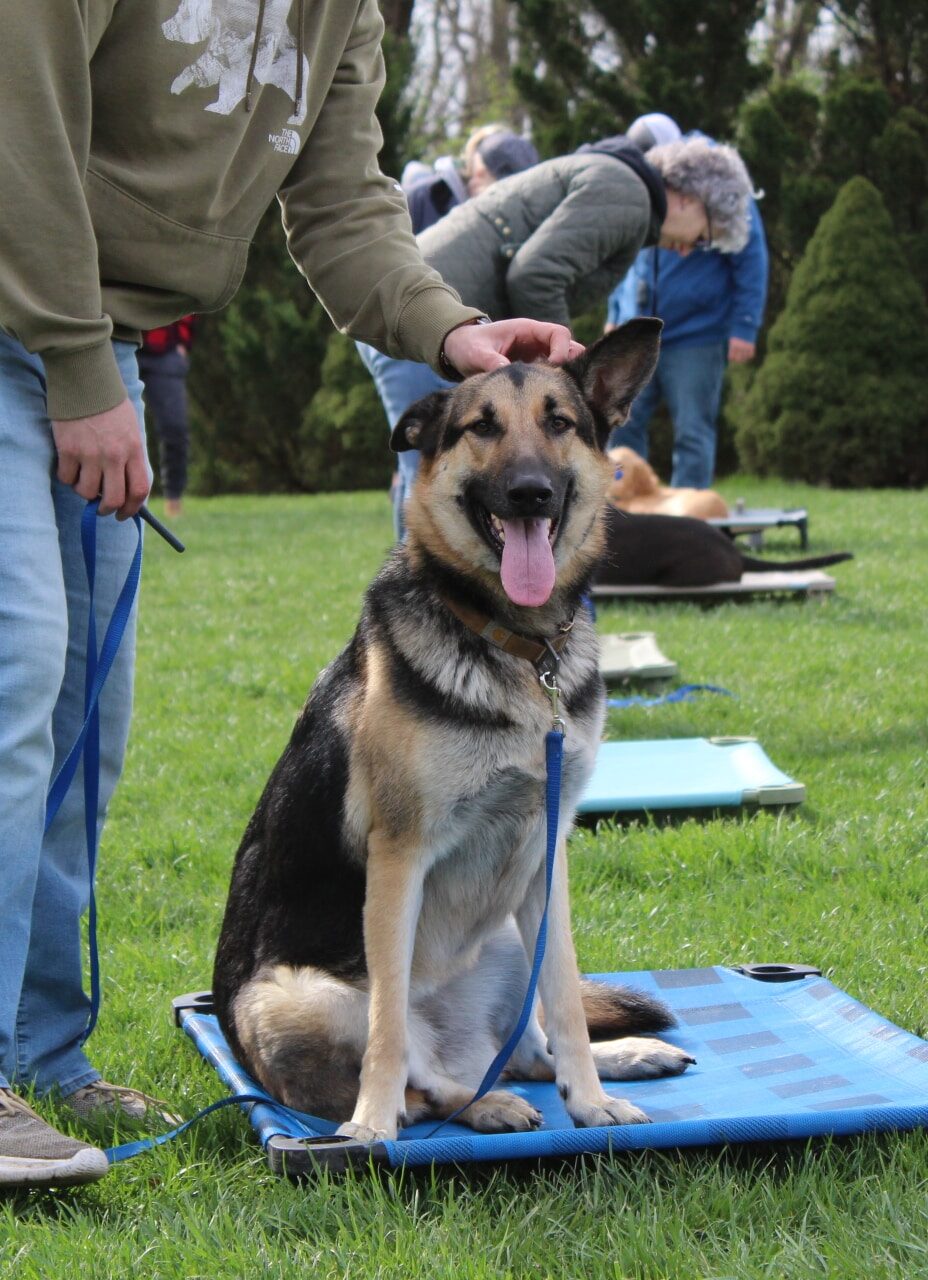 Canine Academy Grandview | Canine Academy
